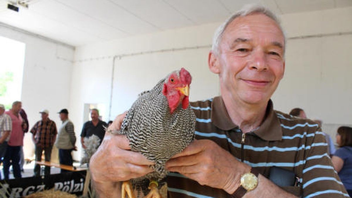 Hähnekrähen in Pölzig