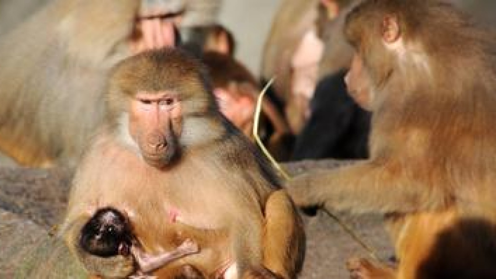 Wie viel Affe steckt eigentlich in Ihrem Chef?