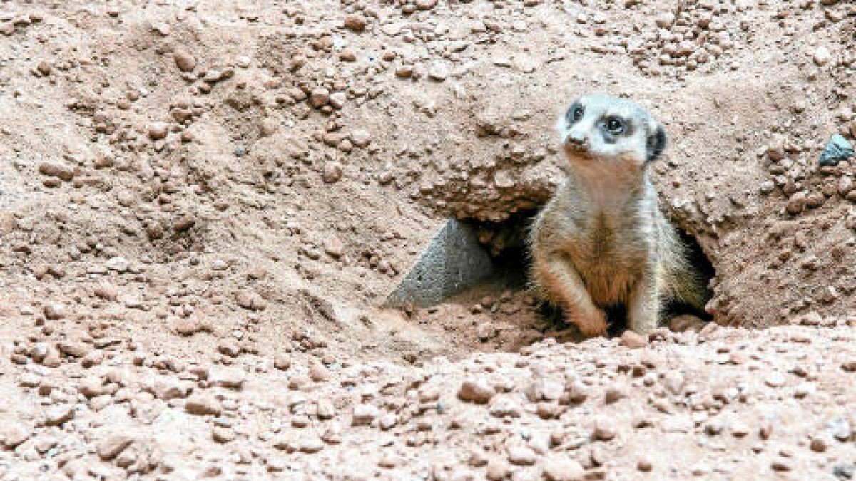 Tierpark Gotha mit neuem Affengehege - Erdmännchen wieder im Freien
