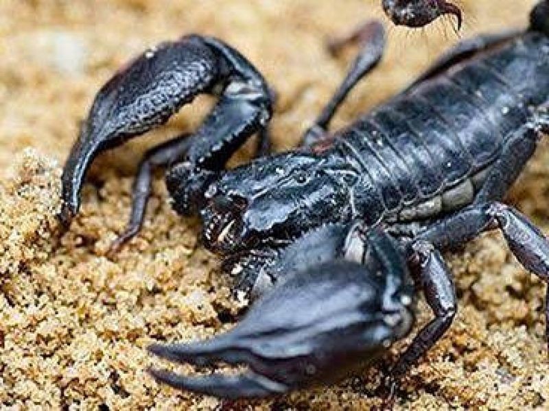 Spinnen, Käfer und mehr zu bestaunen