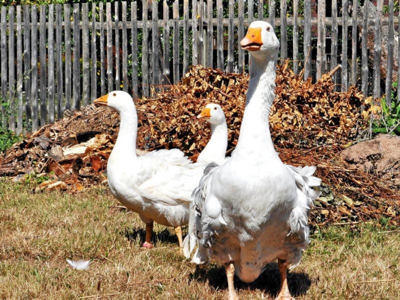 Gans im Glück: Happy End für trauernden Ganter, der nicht mehr fressen ...