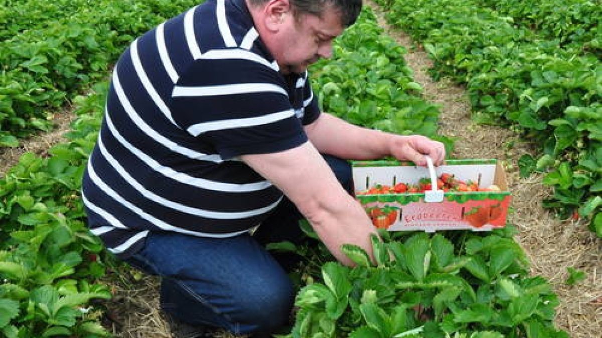 Erdbeerfeld in Hermsdorf zieht magisch an