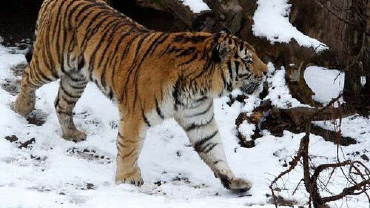 Drei Tiger teilen sich Gehege im Zoo Gelsenkirchen
