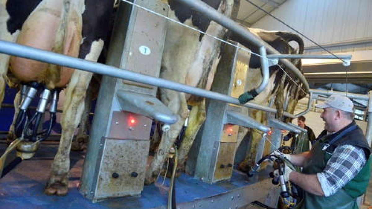 Neue Kuhstallanlage bei Günterode bietet rund 700 Tieren Platz