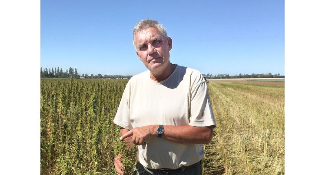 Anbau von Cannabis soll bald erlaubt sein: Auch Thüringer Bauern haben ...