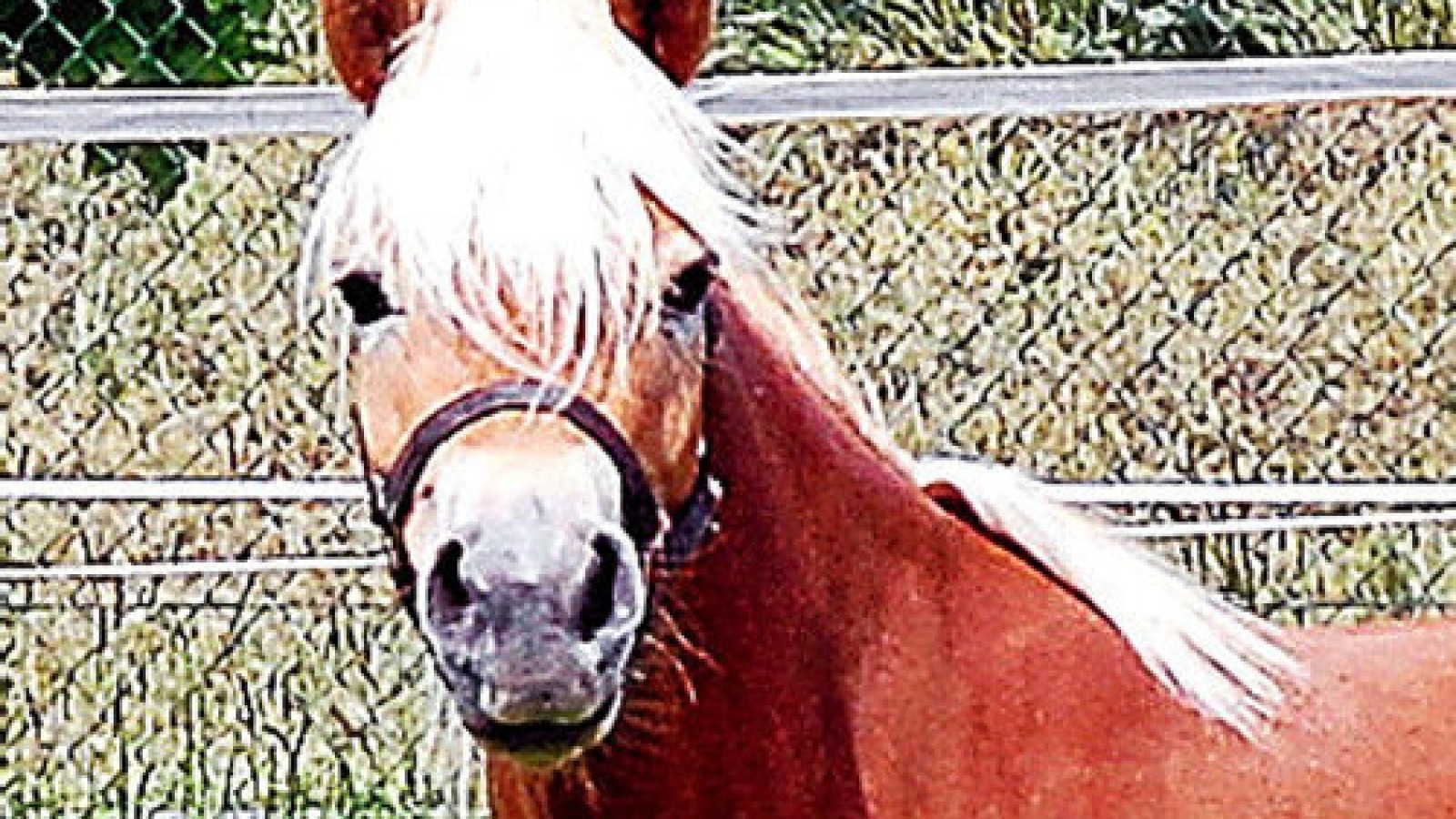 Haflingergestüt Dornburg: Viele Hoffnungen liegen auf „Bellis“