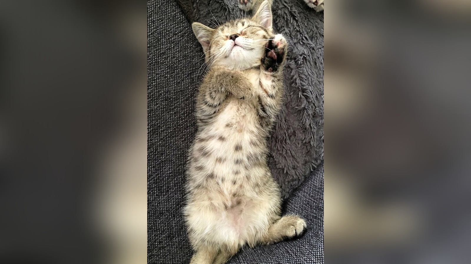 Weltkatzentag: Hier sind die Katzenfotos aus der Region