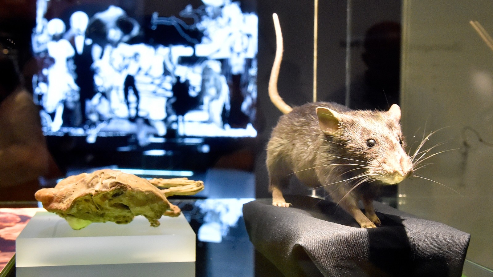 Erste Einblicke in die Ausstellung "Pest!"