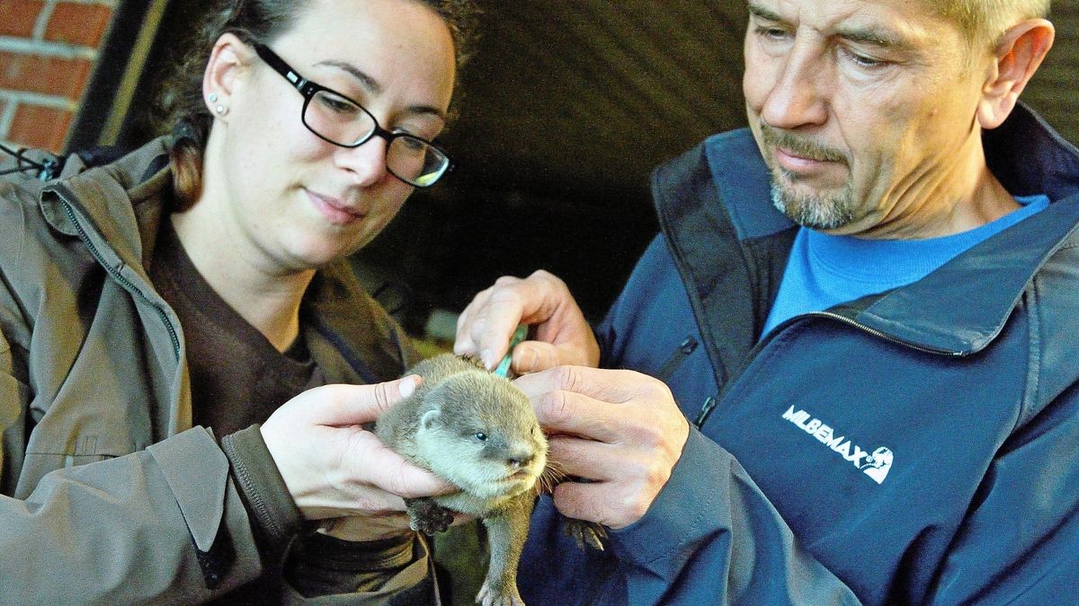 Tierpark Gotha zeigt Otter-Nachwuchs