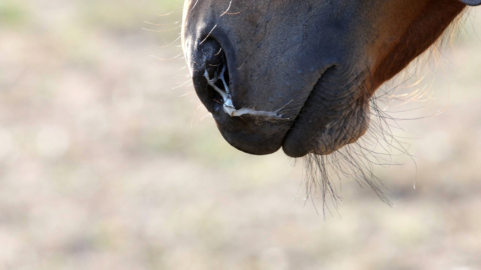 Türkei: Tierseuche Rotz tötet 81 Pferde auf Prinzeninseln