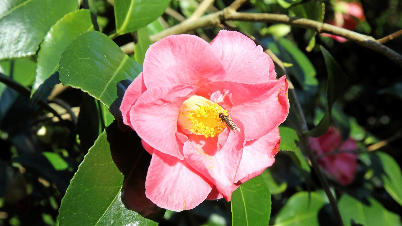 So bringt der milde Winter die Natur durcheinander