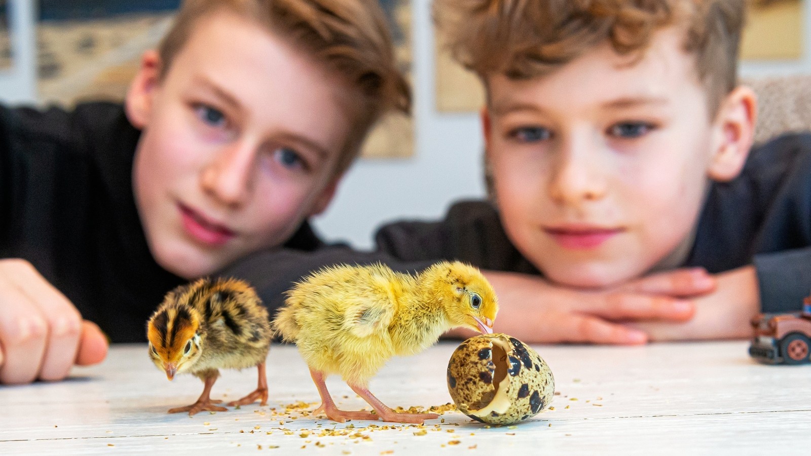 Wie aus dem Ei gepellt