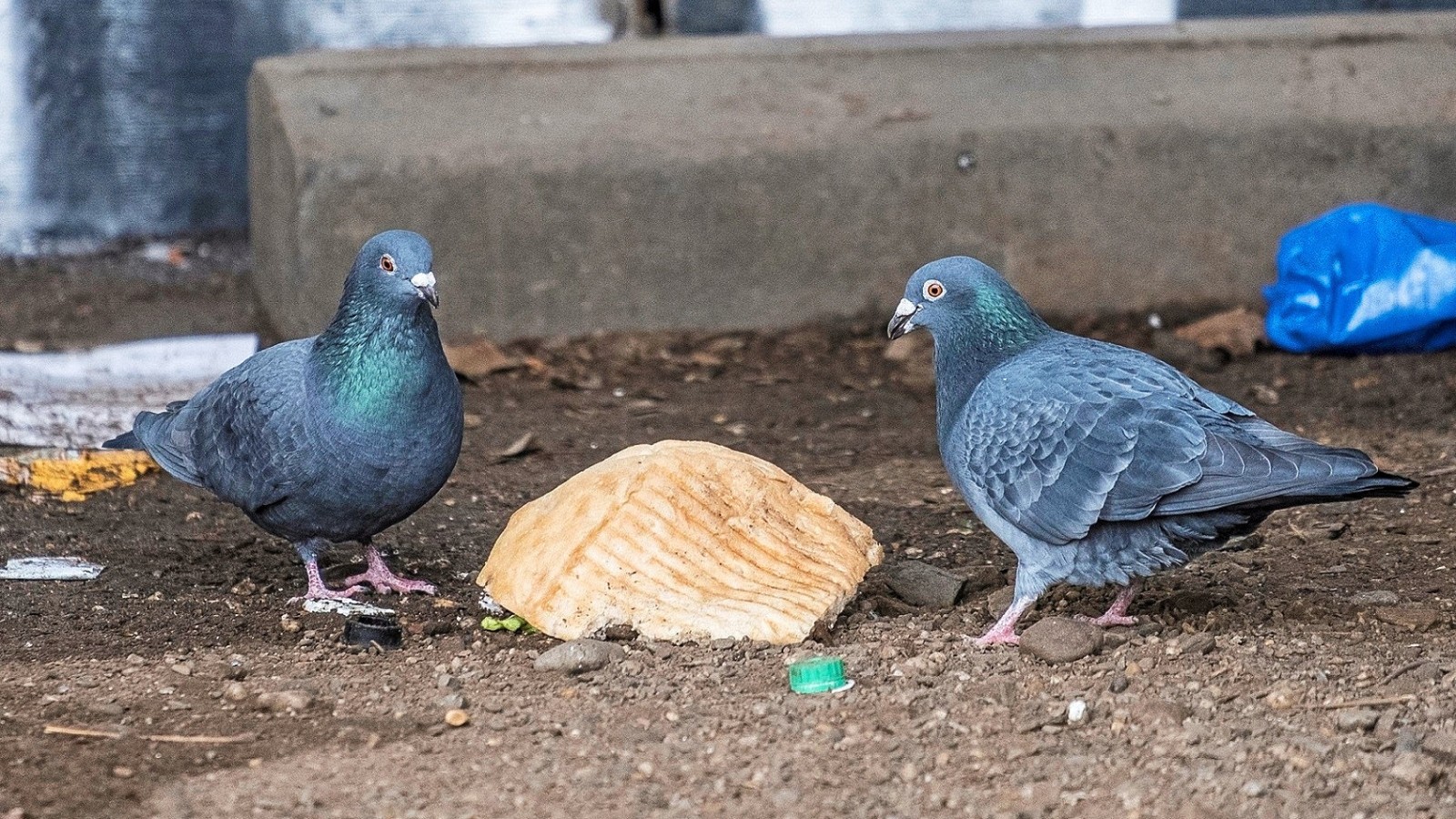 Imbisse zu: Für ausgehungerte Tauben fällt nichts mehr ab