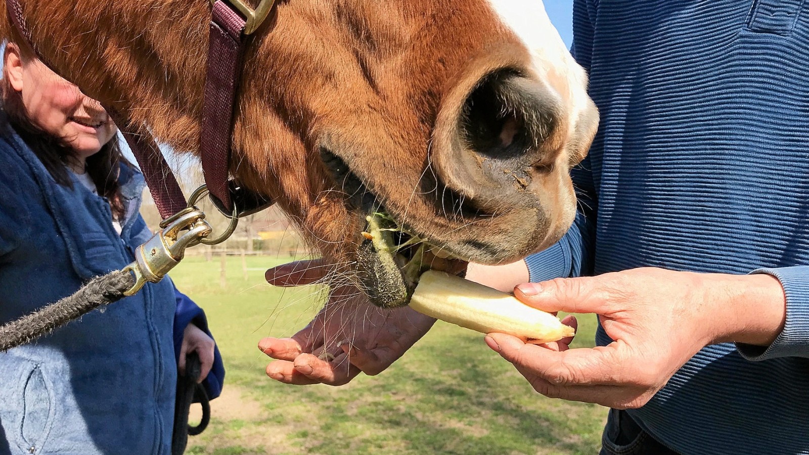DDR-Stute Jenny steht ausgerechnet auf Bananen