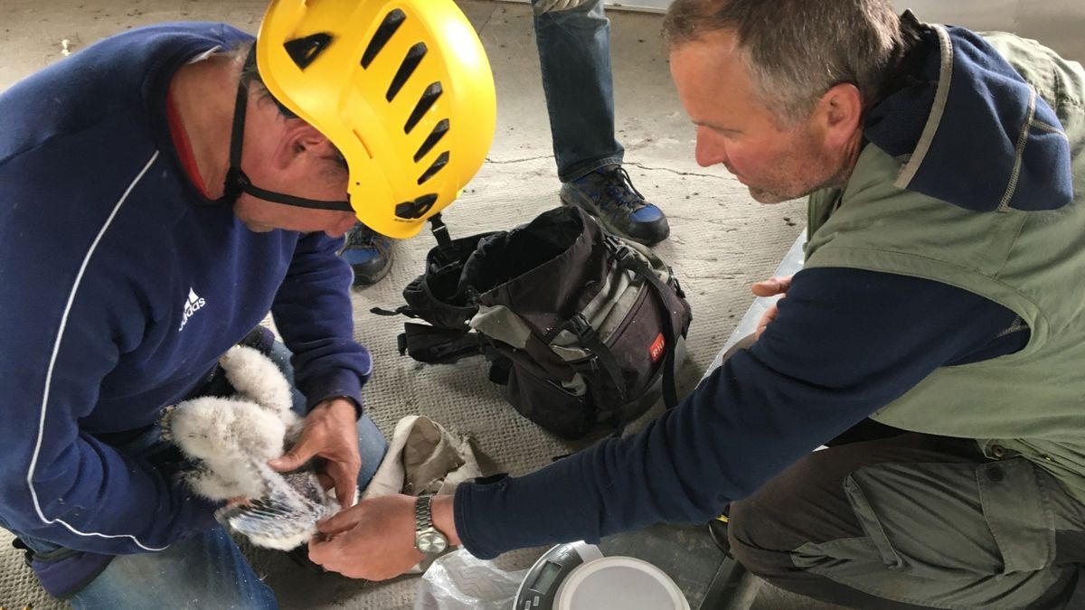 Wanderfalken in Schmölln haben erstmals Nachwuchs