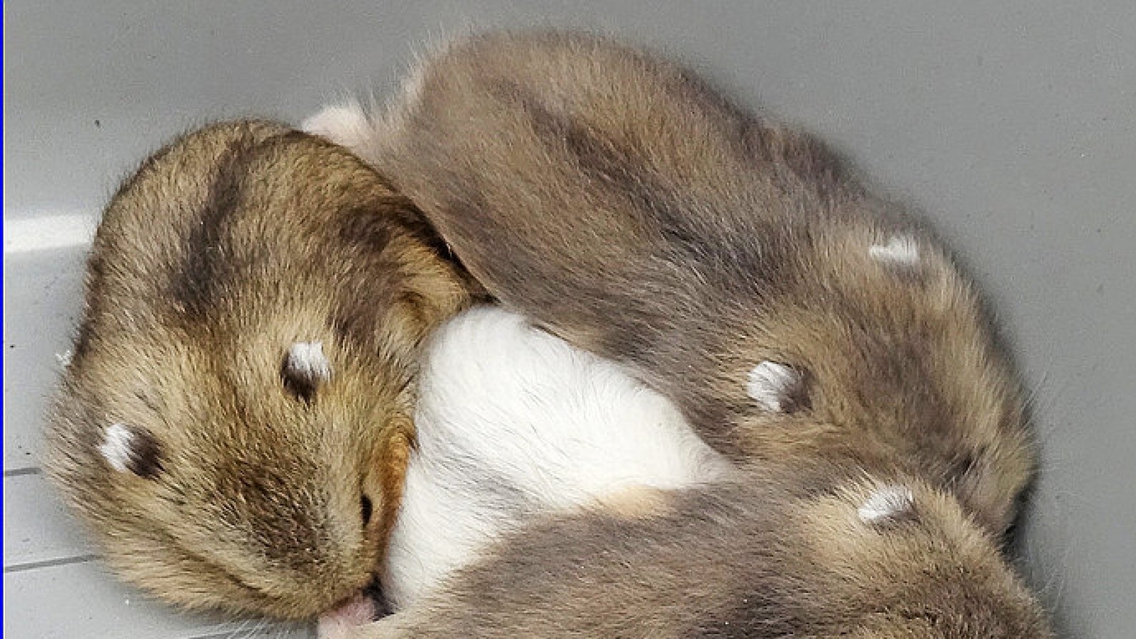 Tierheim Bottrop sucht neue Zuhause für elf Hamster