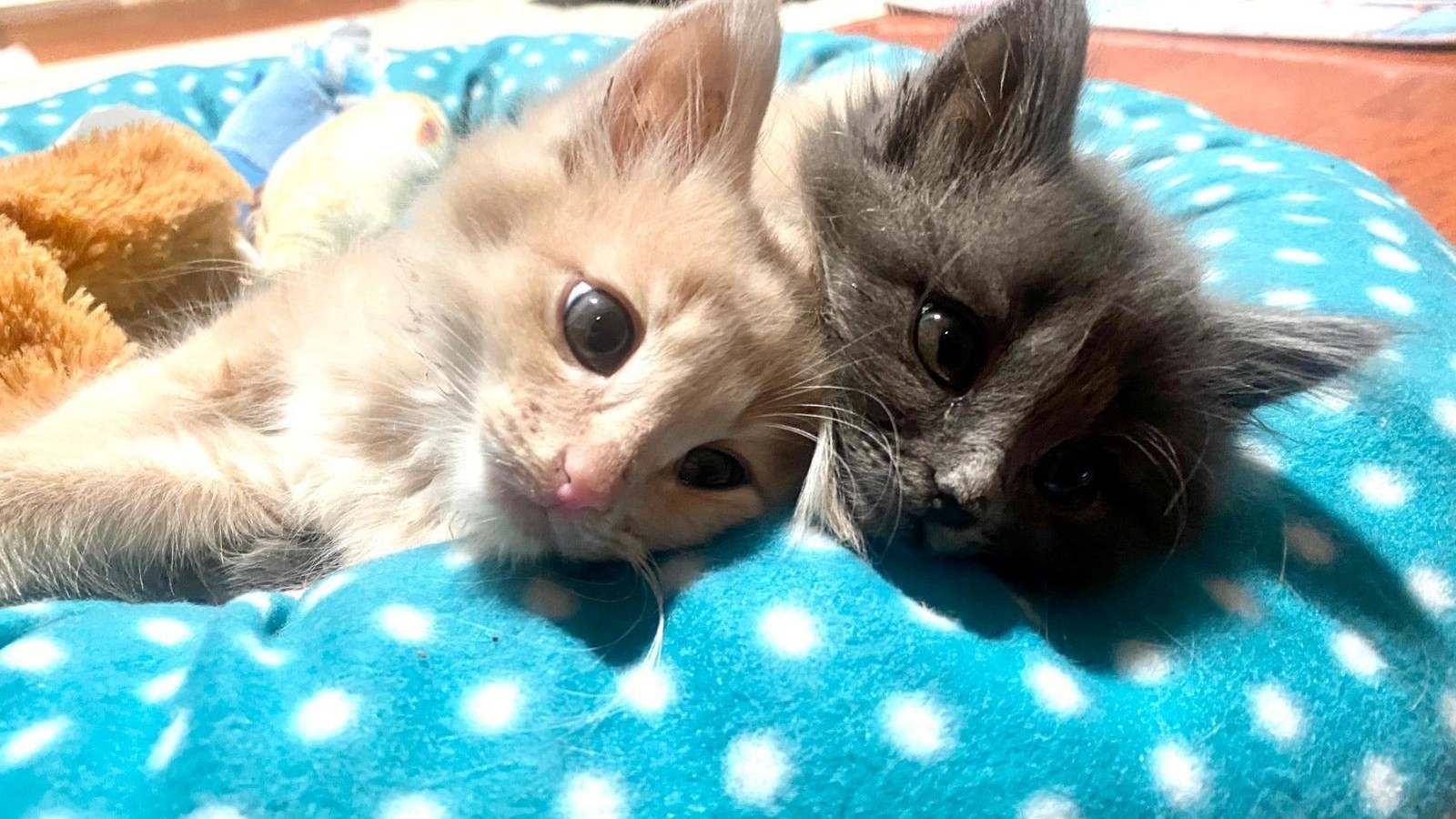 Weltkatzentag – das sind die Katzen unserer Leser