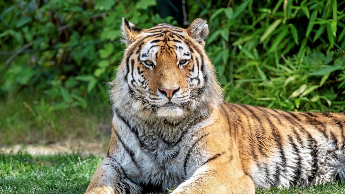 Checkys Zoo-Safari durch die Zoom Erlebniswelt