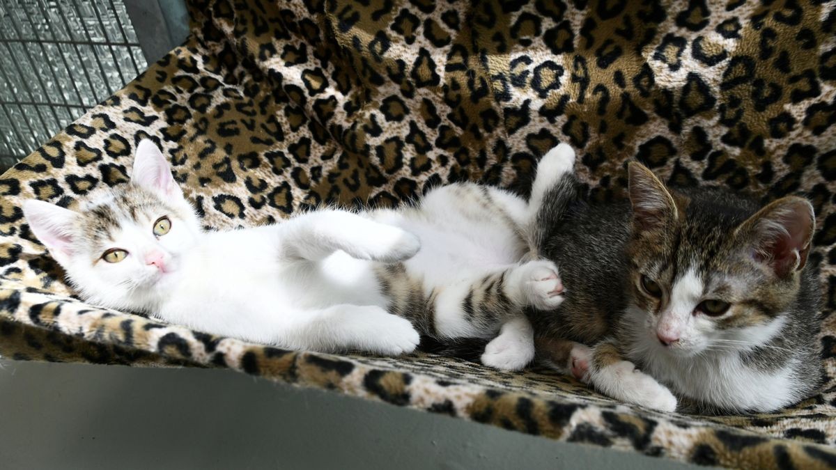Katzenbabys warten im Tierheim Greiz auf neue Besitzer