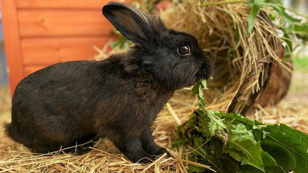 Tier der Woche in Nordhausen: Rudi Rübe wartet auf neue Möhrengeber