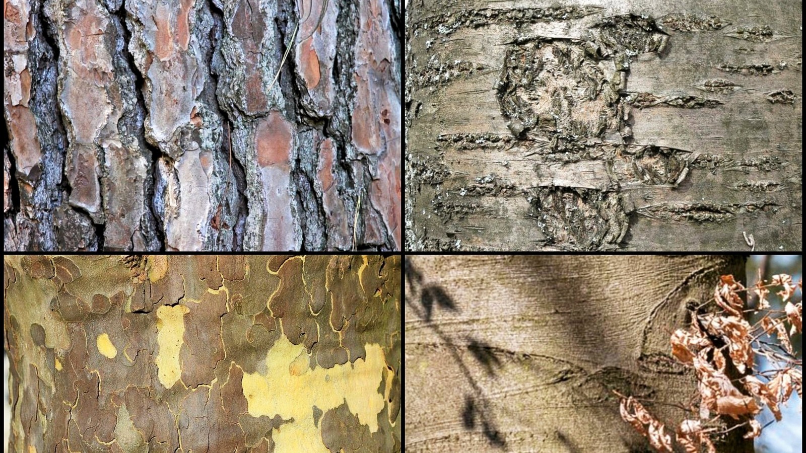 Buchen auf dem Harkortberg: Bäume mit glatter Rinde