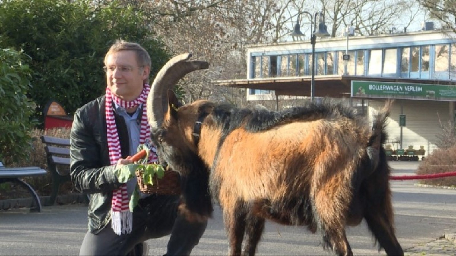 1. FC Köln: Hennes IX. feiert Geburtstag und wird erneut Vater