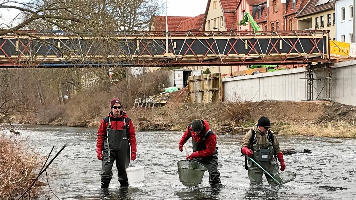 Nur wenige Fische in der Hörsel in Eisenach