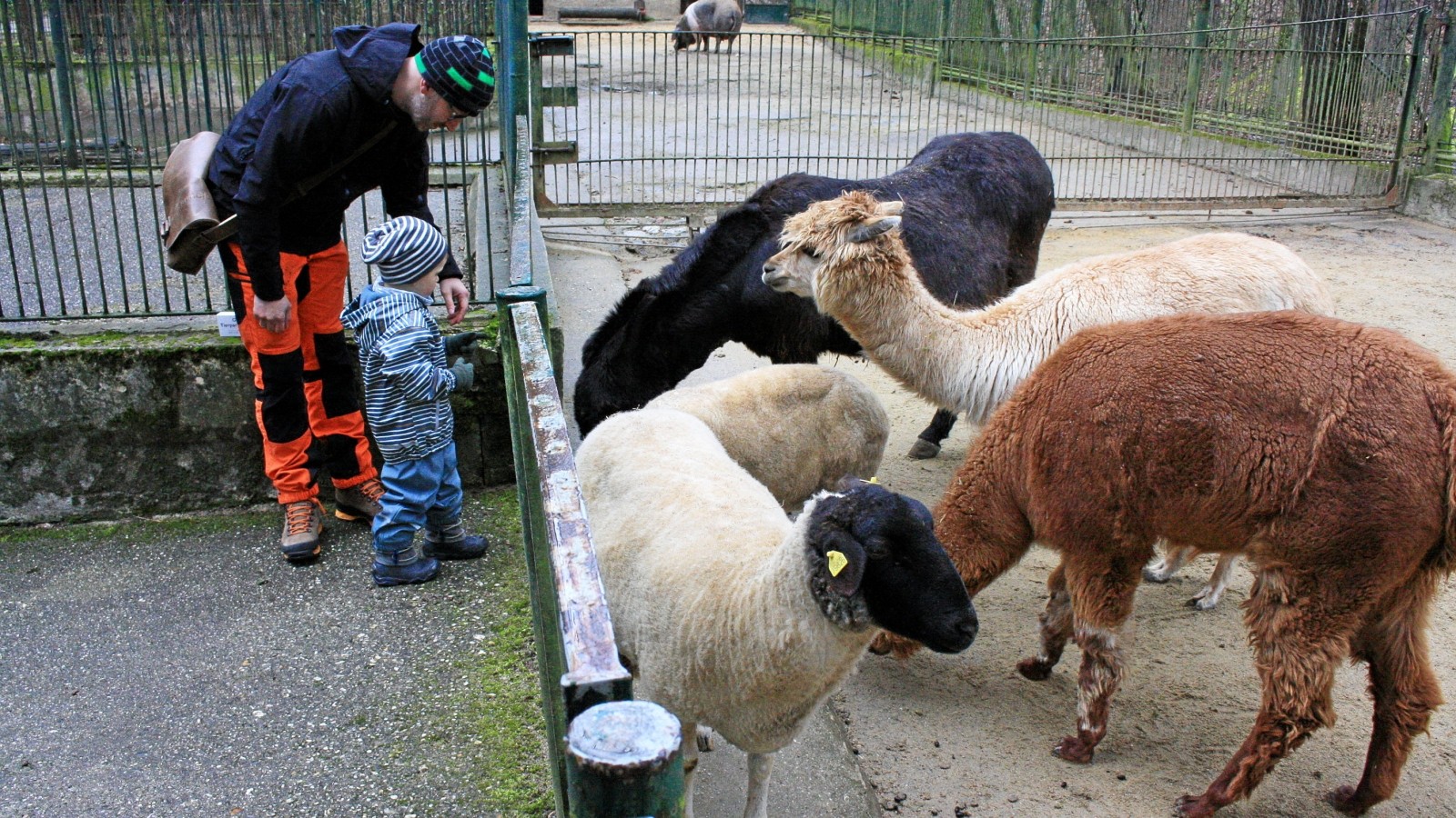 Tierpark Gera empfängt wieder Gäste