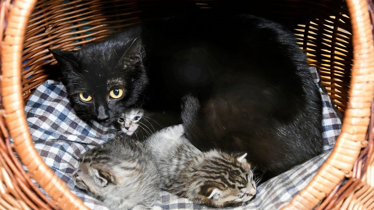 Nachwuchs im Tierheim in Großliebringen: Erste Kätzchen des Jahres geboren
