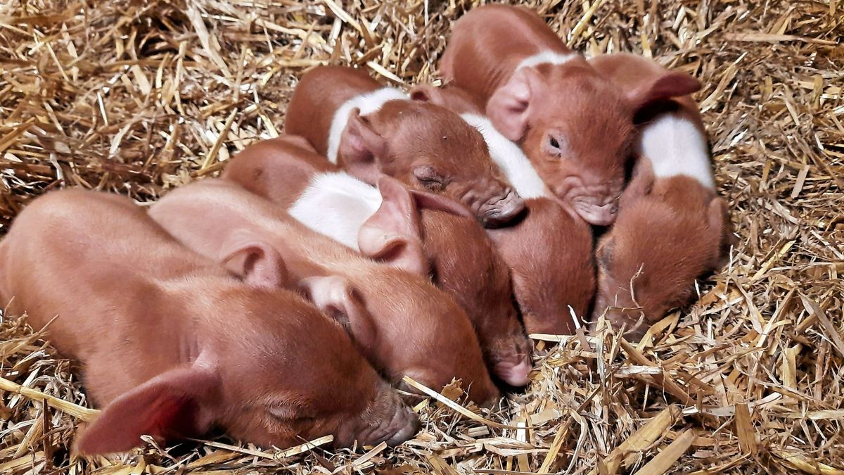 Herne: Süßer Ferkel-Nachwuchs im Minizoo in Eickel
