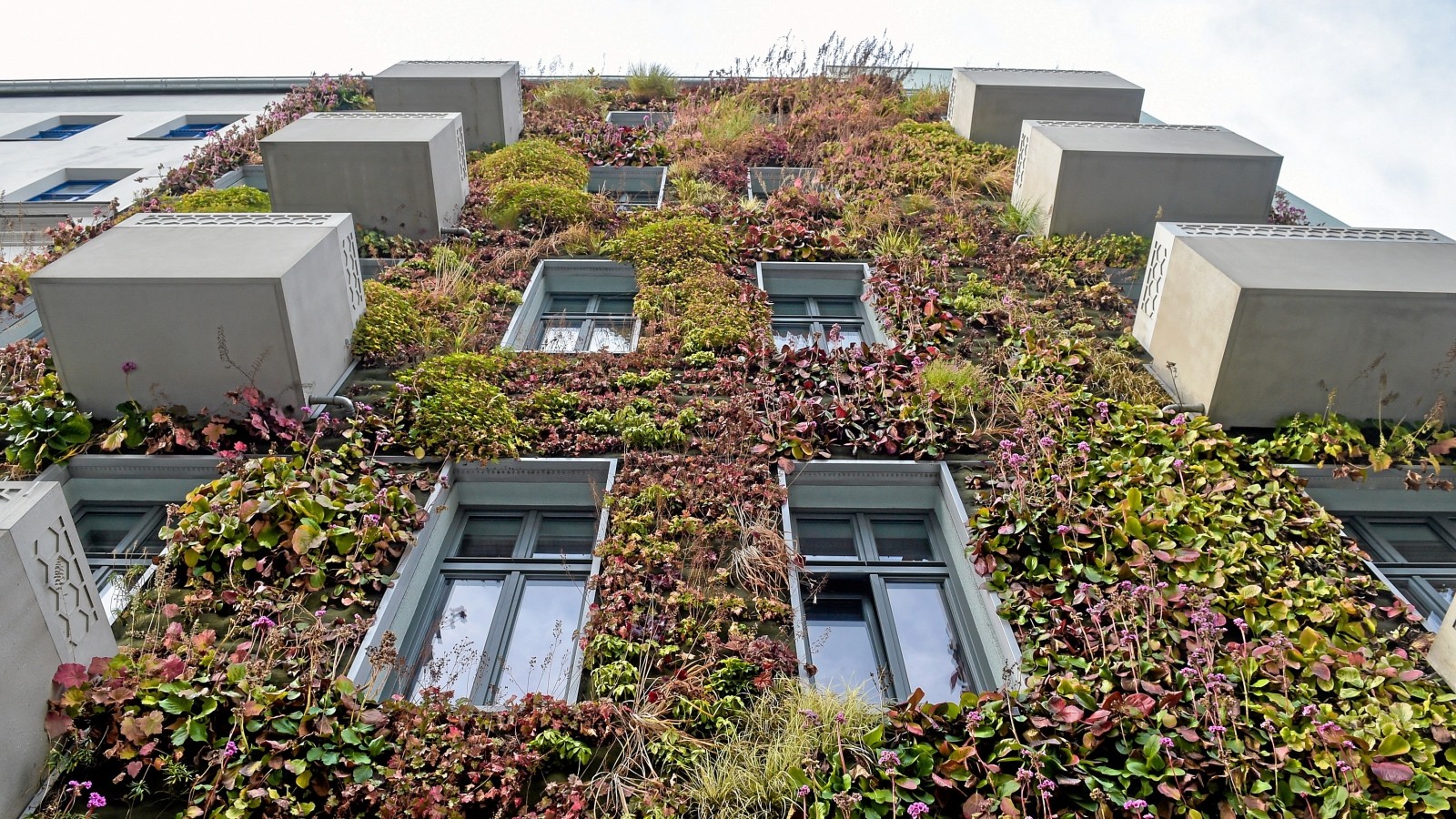 Grüne Fassaden für ein besseres Stadtklima