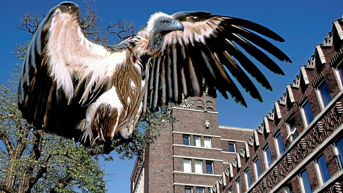 Schon wieder fliegt der Pleitegeier zum Rathaus Oberhausen