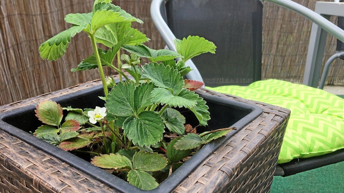 Gera: Biogärtnerin gibt Tipps für den Balkon