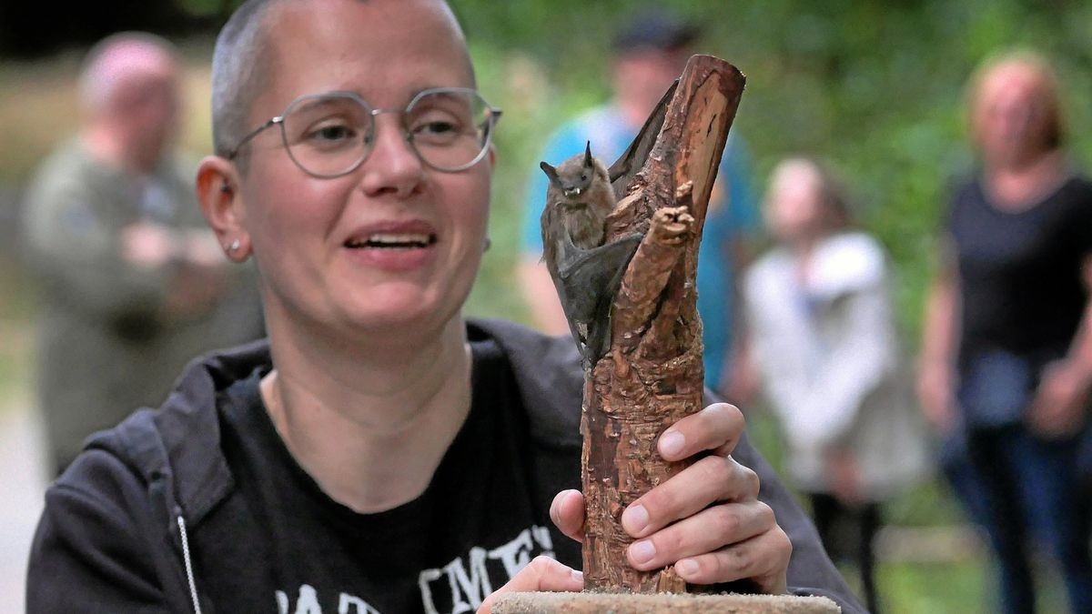 Fledermäuse in Braunschweig: Den Nachtschwärmern auf der Spur