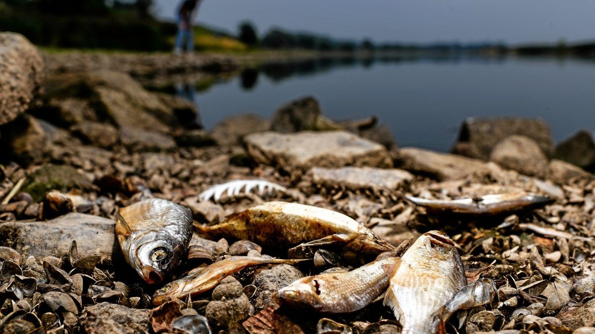 Fischsterben in der Oder: Der Fluss der toten Fische