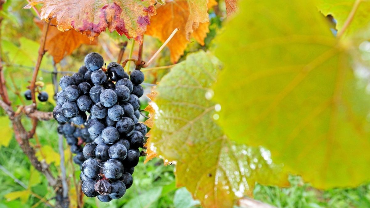 Weinbergfest auf einzigem Weinberg im Unstrut-Hainich-Kreis in Großvargula
