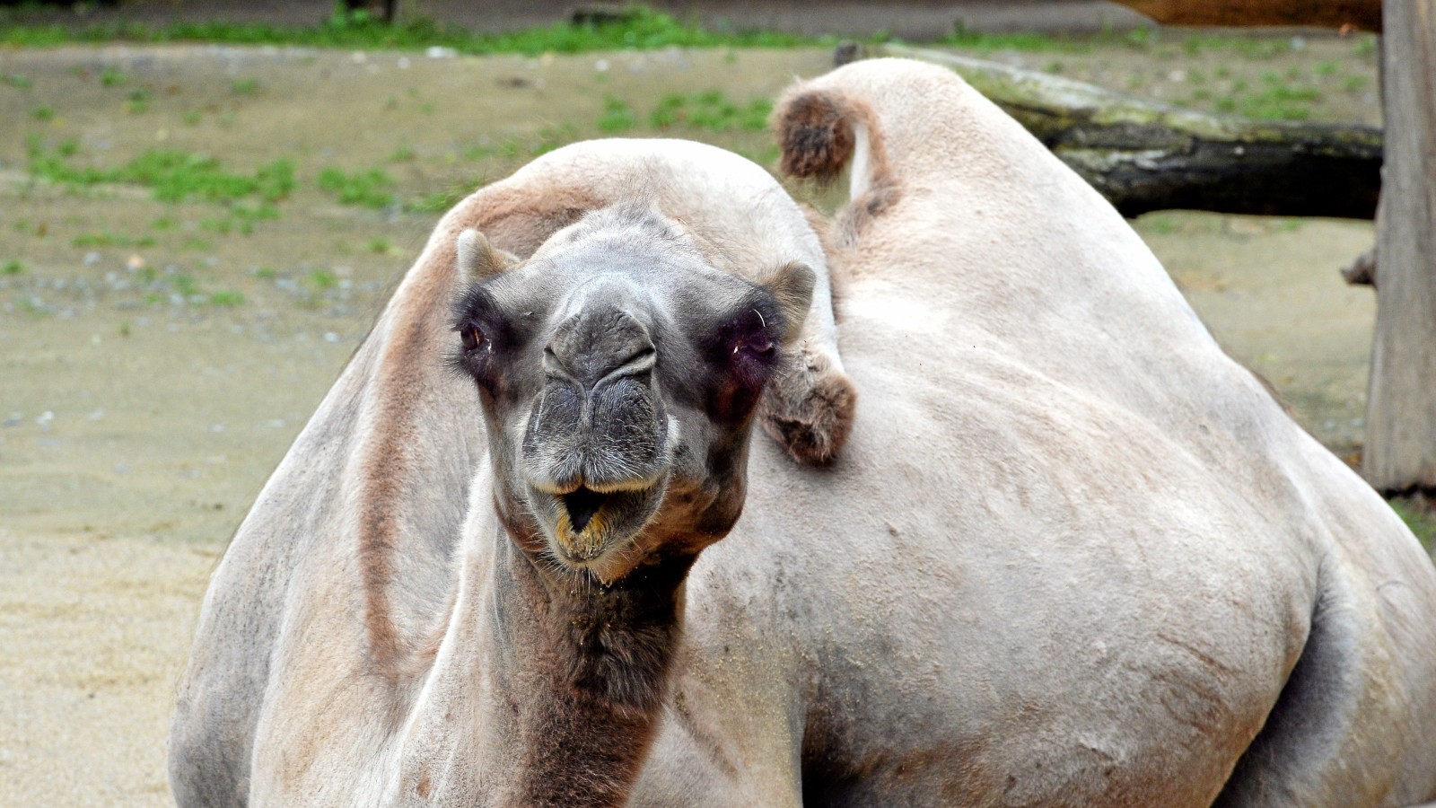Gera feiert wieder Tierpark- und Dahlienfest