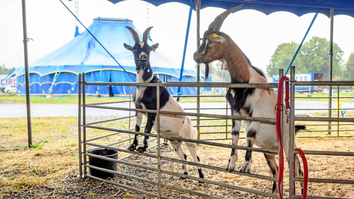 Herne: So geht der Circus Verona mit seinen Zirkustieren um