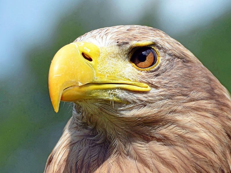 Adler durchschlägt Frontscheibe – Vogel tot, Fahrer verletzt