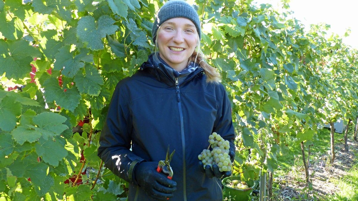 Jena: „Der Klimawandel ist im Weinbau angekommen“