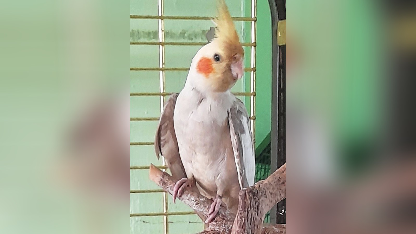 Der Sittich vom Wittener Bahnhof sucht eine neue Voliere