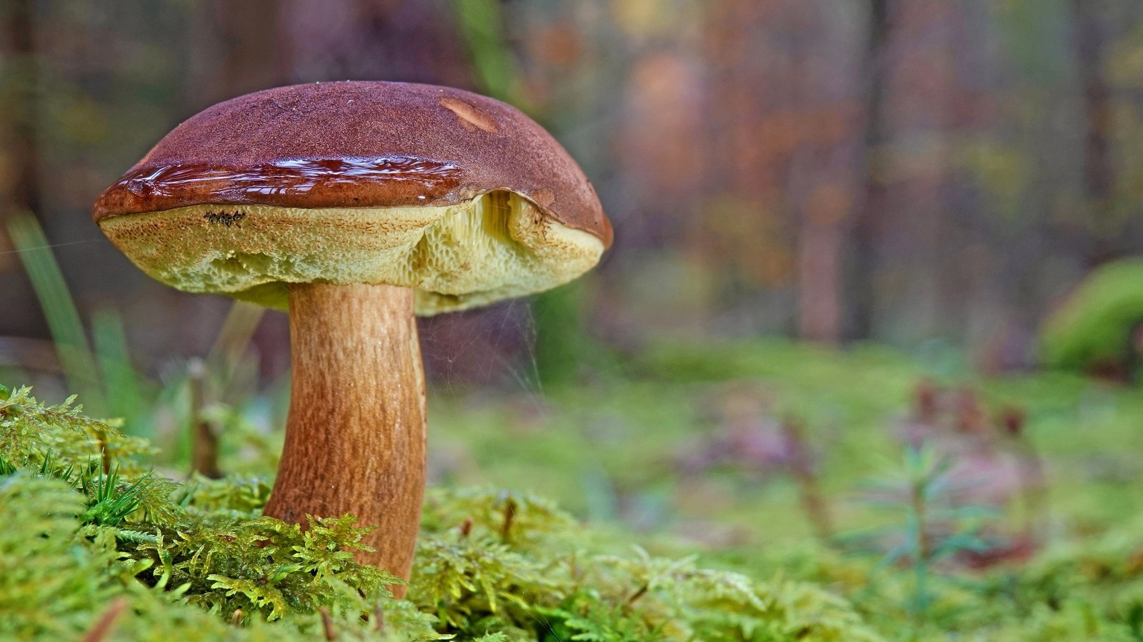 Giftpilze und Speisepilze erkennen: Alle Tipps vom Experten