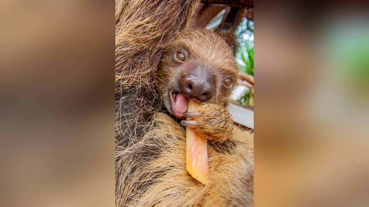 Zoo Dortmund: Dieser Sonntag gehört den Faultieren