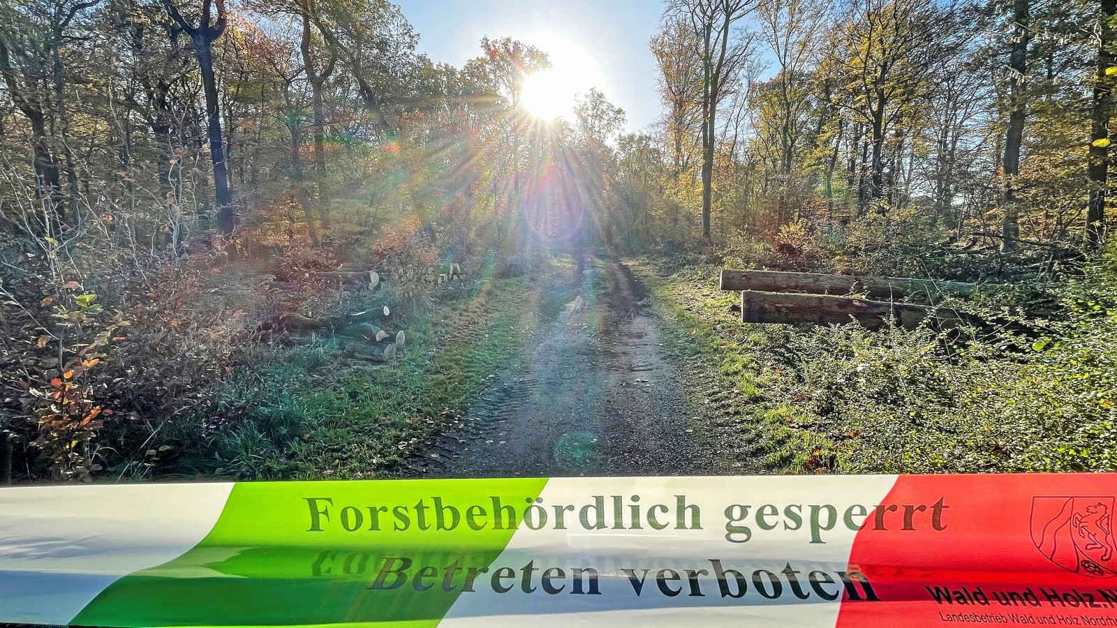 Gladbeck: Bis zu 100 Eichen werden in Wittringen gefällt