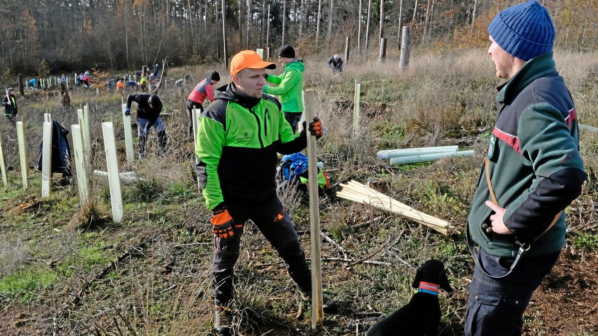 Rund 800 Bäume für den Klettbacher Wald