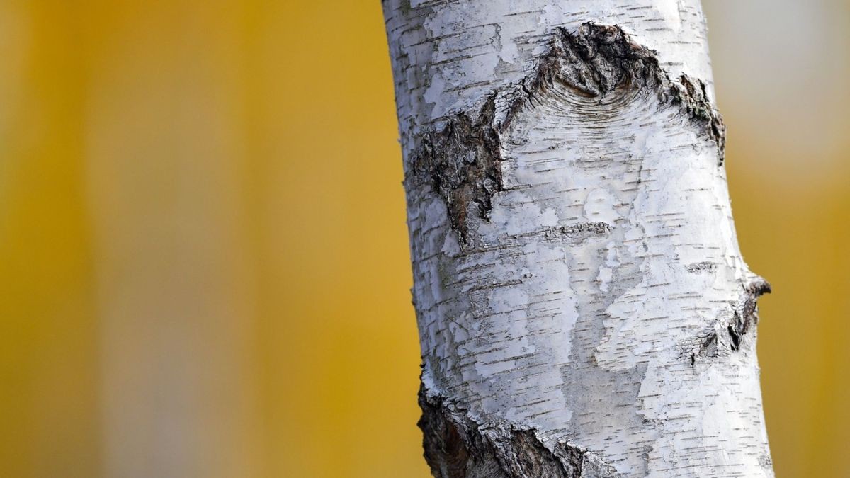 Gehölze mit schöner Rinde