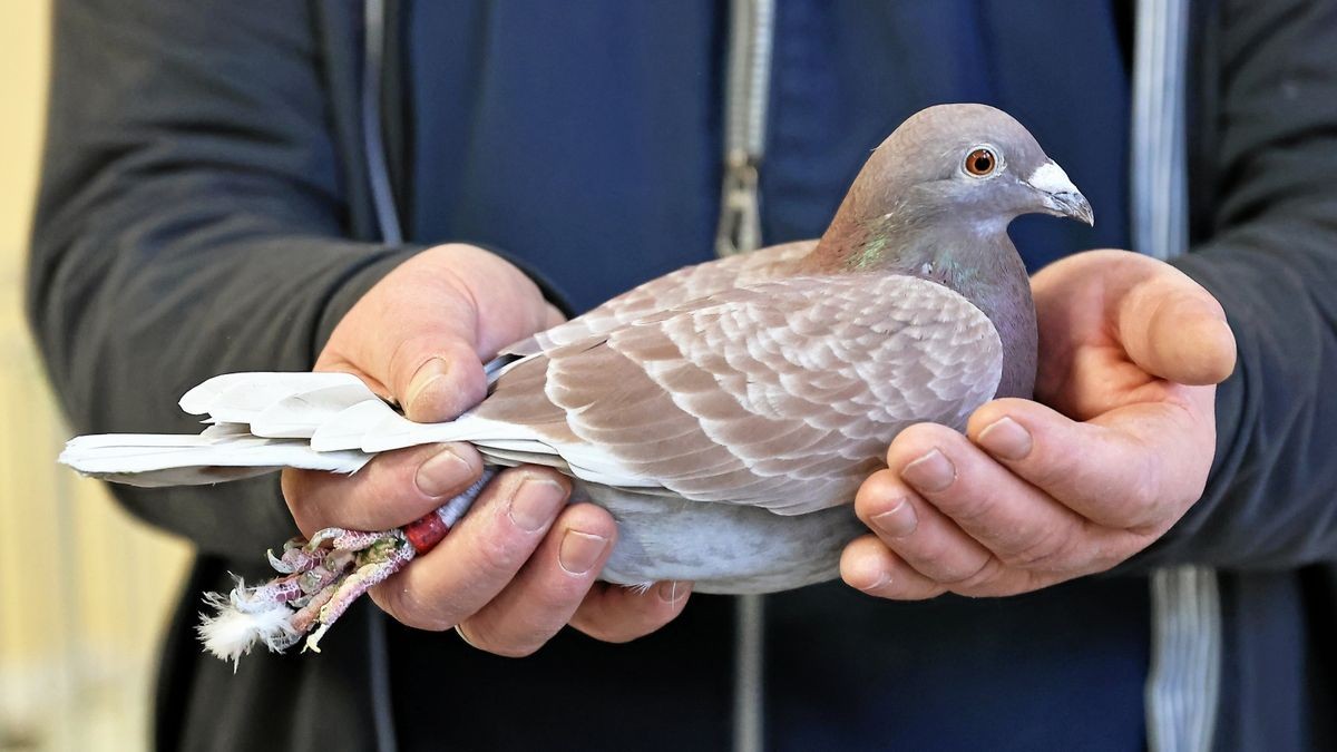 Ausstellung der Brieftauben: In sieben Stunden von Paris ins Eichsfeld