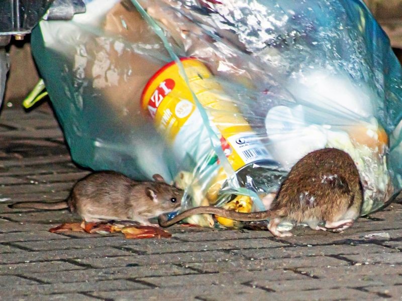 Anwohner berichten über Rattenproblem im Fredenberg