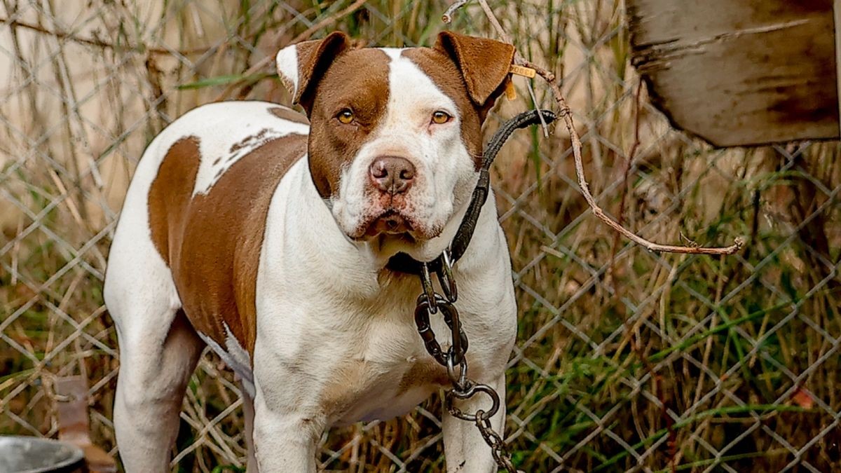 Polizei Schleswig-Holstein: Freilaufender Hund attackiert Baby – schwer ...