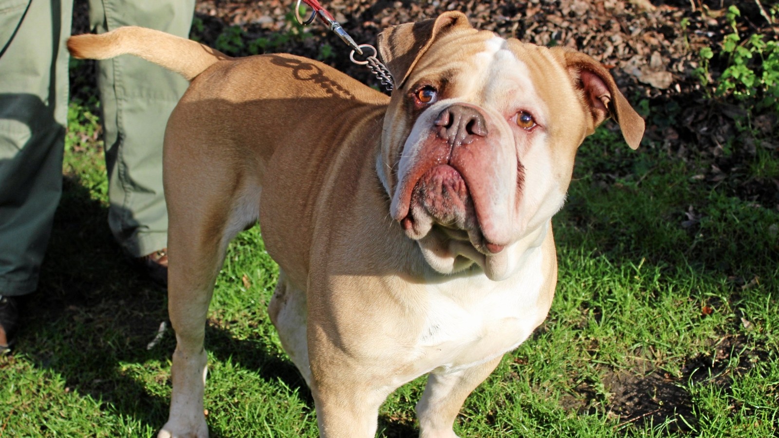 Bulldogge James in Braunschweig hat Katzen zum Fressen gern